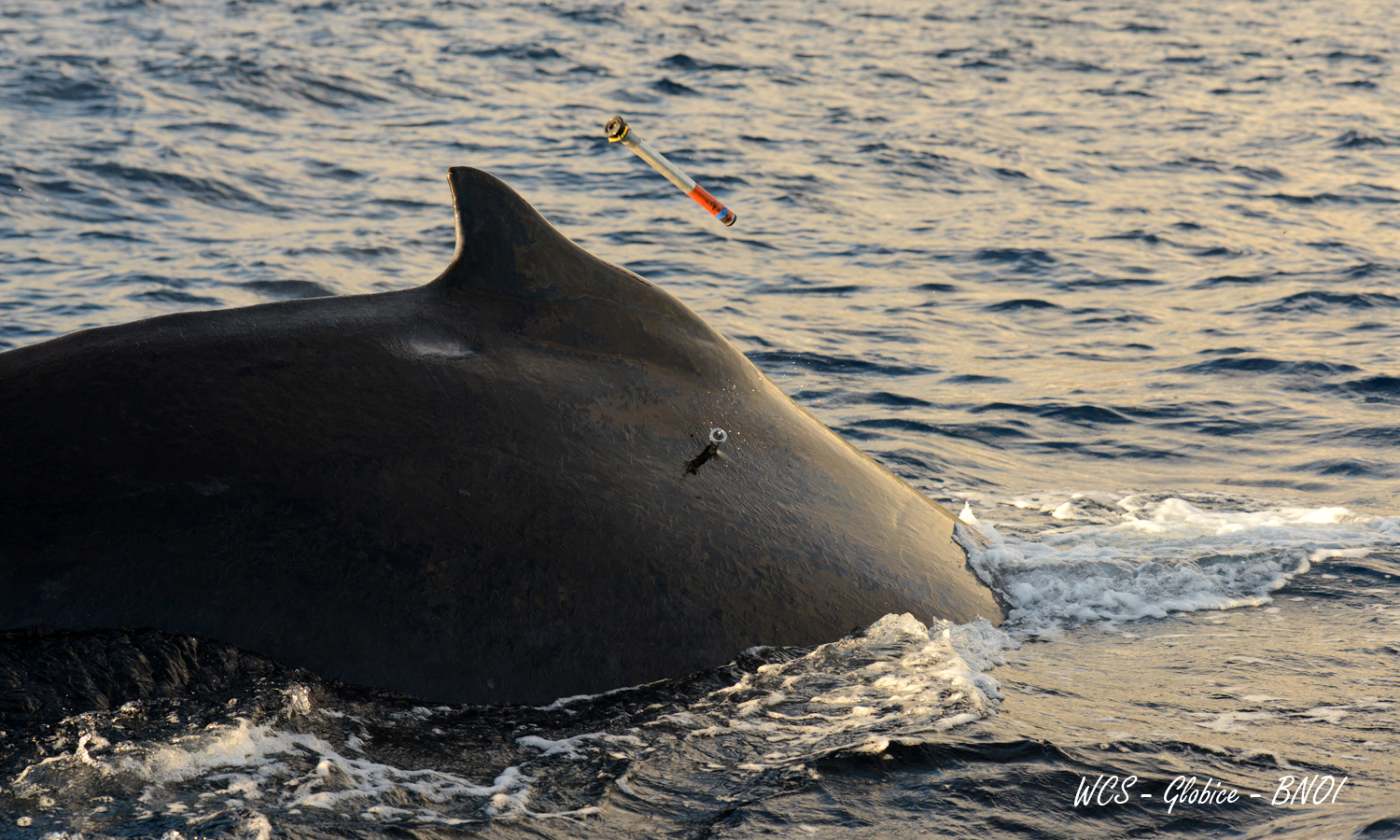Lancement de la campagne de suivi satellitaire des baleines à bosse ...