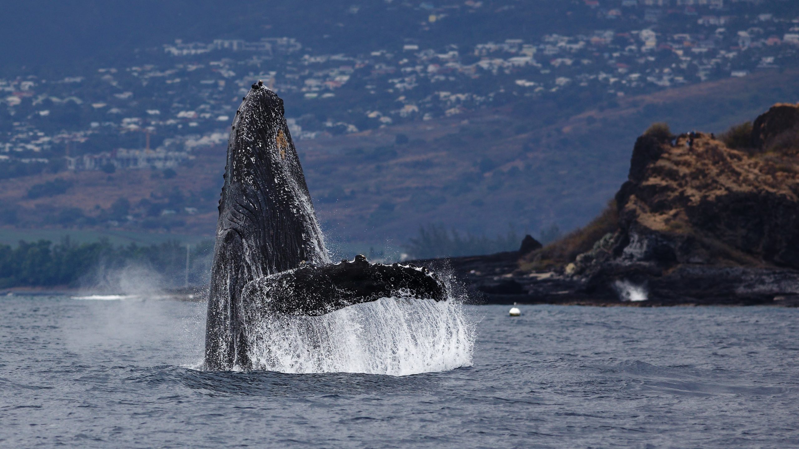 Live : suivez la migration des baleines de La Réunion jusqu'en Antarctique - Globice